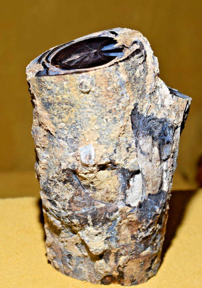 Two Faces Polished Petrified Agatized Wood Tree Trunk W Branch 3Lbs ...