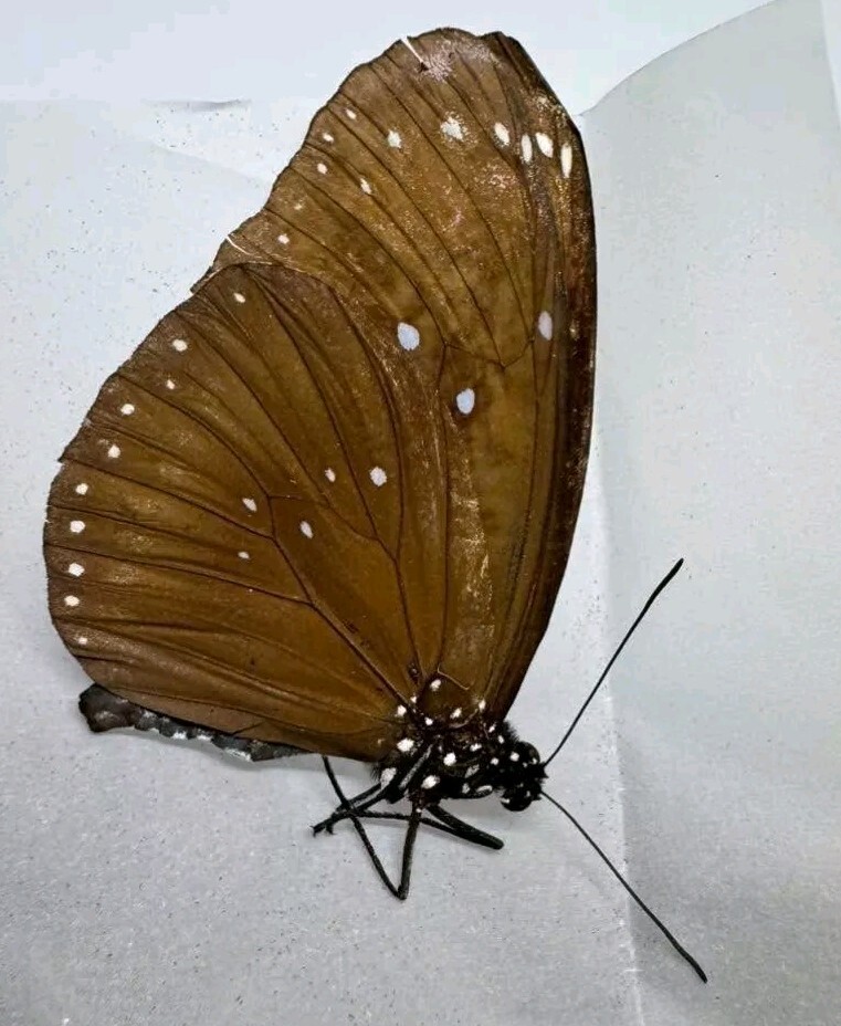 Unmounted Folded Danaidae Euploea Midamus Ship From USA | eBay