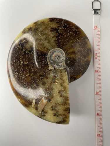 Large Ammonite Shell 335grams | eBay