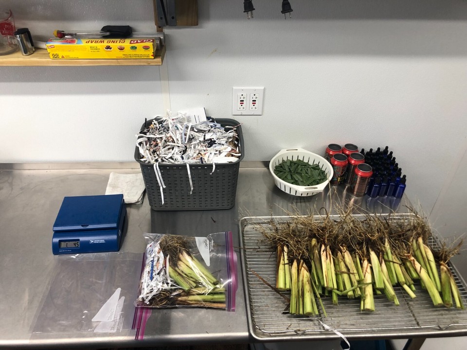 Luray Lemongrass 12 Live PLANTS starter/rooted plugs (Pre-orders) ~A ...