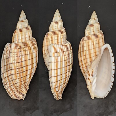 Lyria kurodai 85.6mm VOLUTIDAE Kuroda's Lyria Volute Seashell | eBay