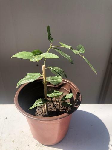 Jujube Tree 10” Lang Chinese Red Date Ready To Plant No Pot | eBay