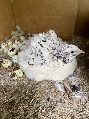 Poultry - Jumbo Quail Eggs