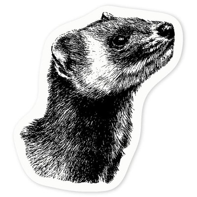'Weasel Portrait' Clear Sticker Decals (DC058682) | eBay