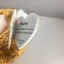 Ty Beanie Boos - RUSTY the Raccoon (6 Inch) NEW - MINT with MINT TAGS ...