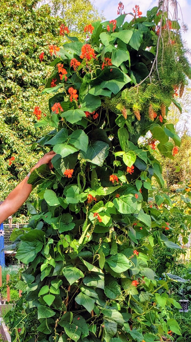 Red Flowers On Runner Beans | Best Flower Site
