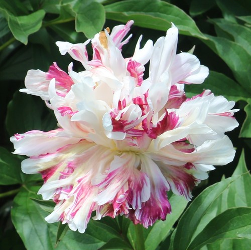 20 Seeds: Peppermint Patti (Pod Parent) Herbaceous Peony. Freshly ...