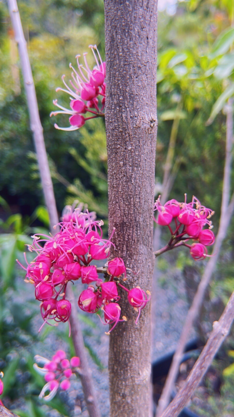 1x Native plants Little evodia Melicope rubra Showy flower, feed ...