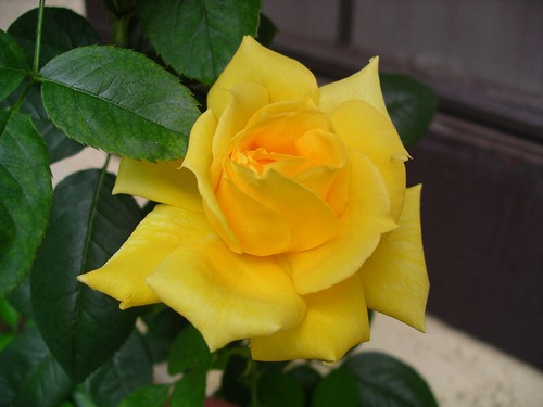 ROSE Sunblest - Fragrant HT Bush - Perennial Bare Root Garden PLANT ...