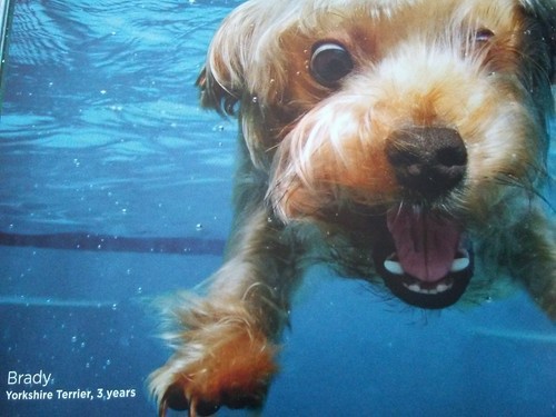 Underwater Dogs by Seth Casteel (2012, Hardcover) for sale online | eBay