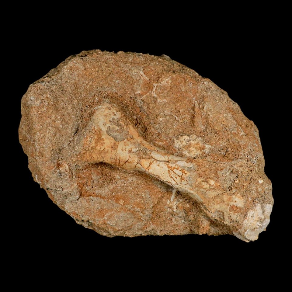 3.6" Pterosaur Tethydraco Regalis Fossil Bone Upper Cretaceous Morocco ...