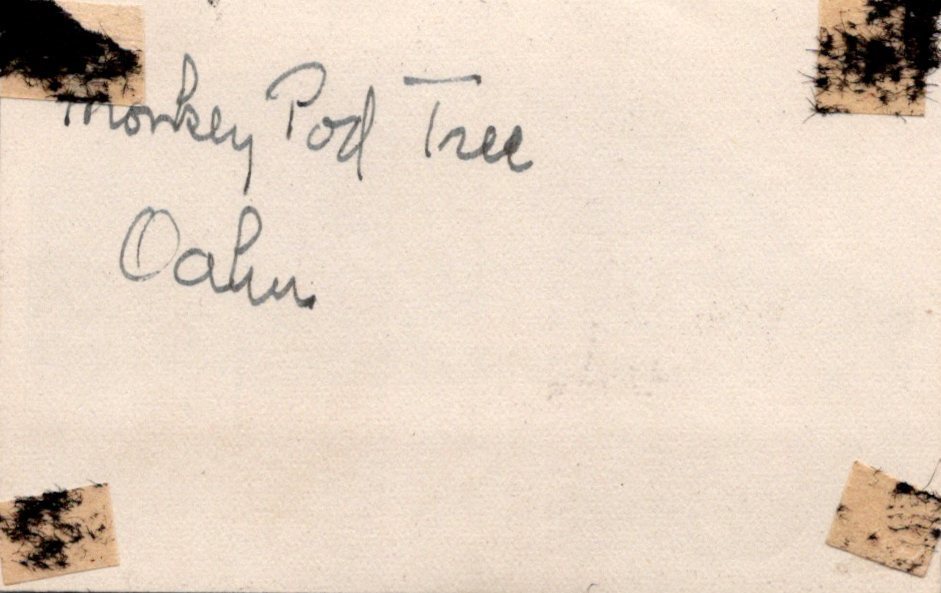 Antique Hawaii 1929 Monkey Pod Tree Oahu Landscape Rare Original Photo ...