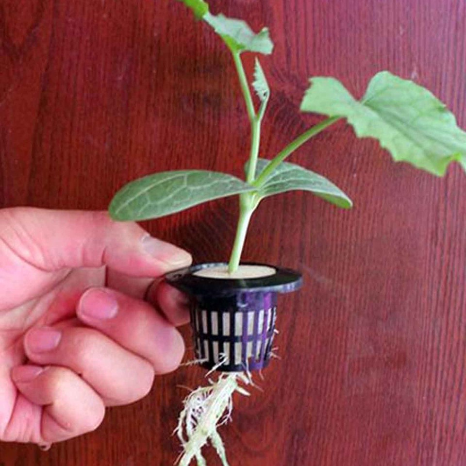 10X Mesh Pot Net Basket Clone Cloning Collar Foam Insert Hydroponic ...