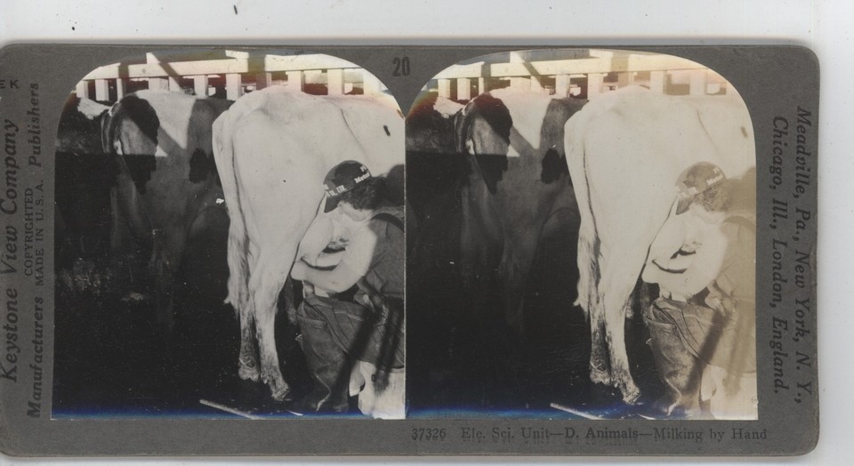 Animals -Farm Animals Milking a Cow by Hand Keystone Stereoview 1900 | eBay