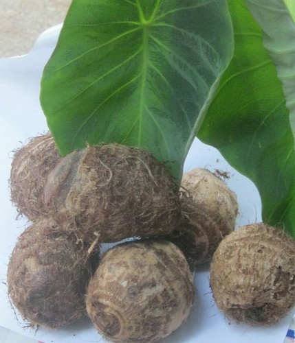 6 Taro 1" Roots Bulbs Edible Tropical Elephant Ear Colocasia Live Plant ...