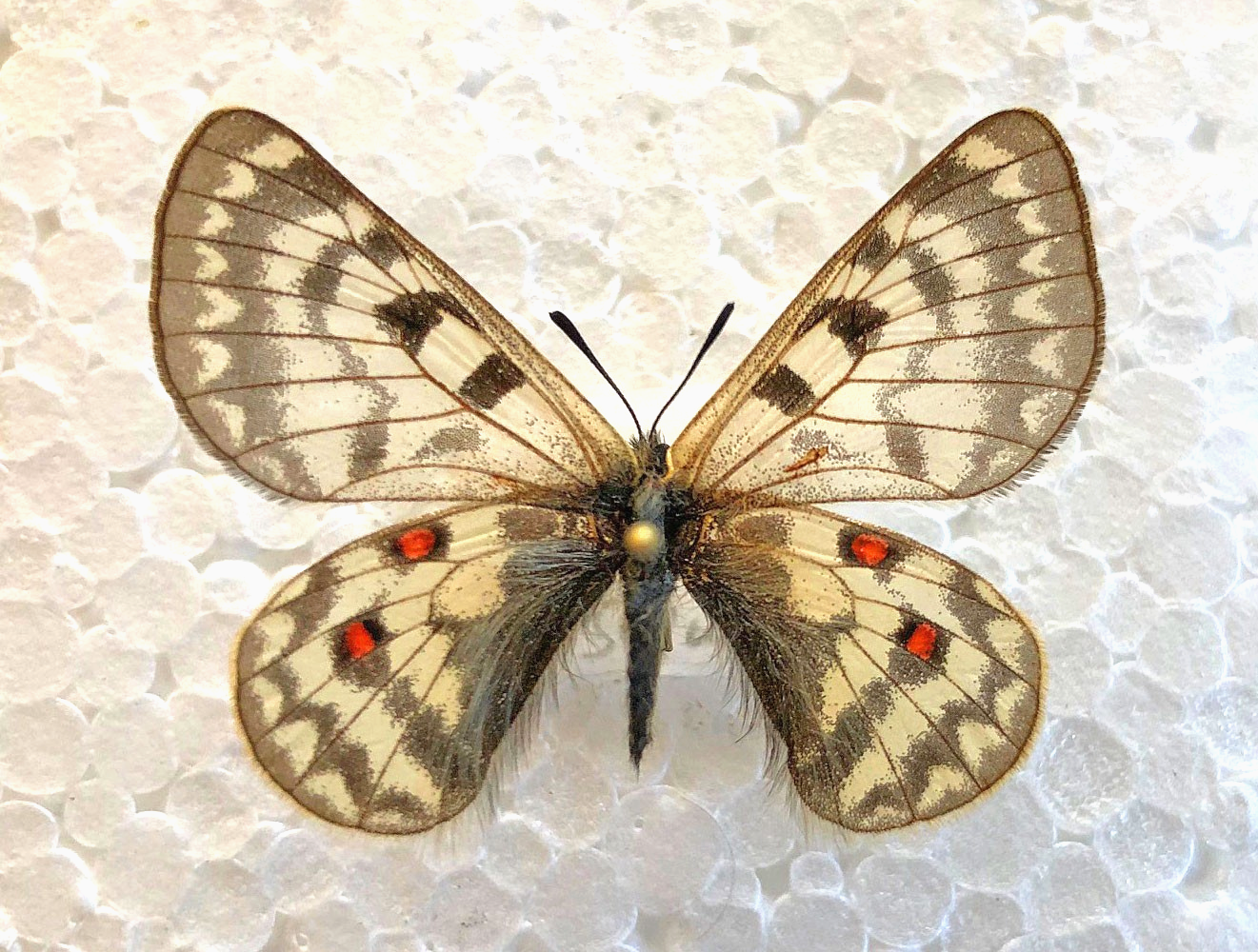 PARNASSIUS SIMO CALLIANTHE****female nr. 1**** Erla Shan,Qinghai- China ...