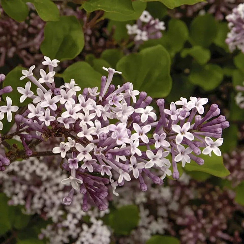 Dwarf Korean Lilac Tree Syringa Standard Tree in 9cm Pot Fragrance ...