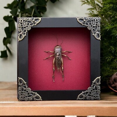 Bug Display Frame