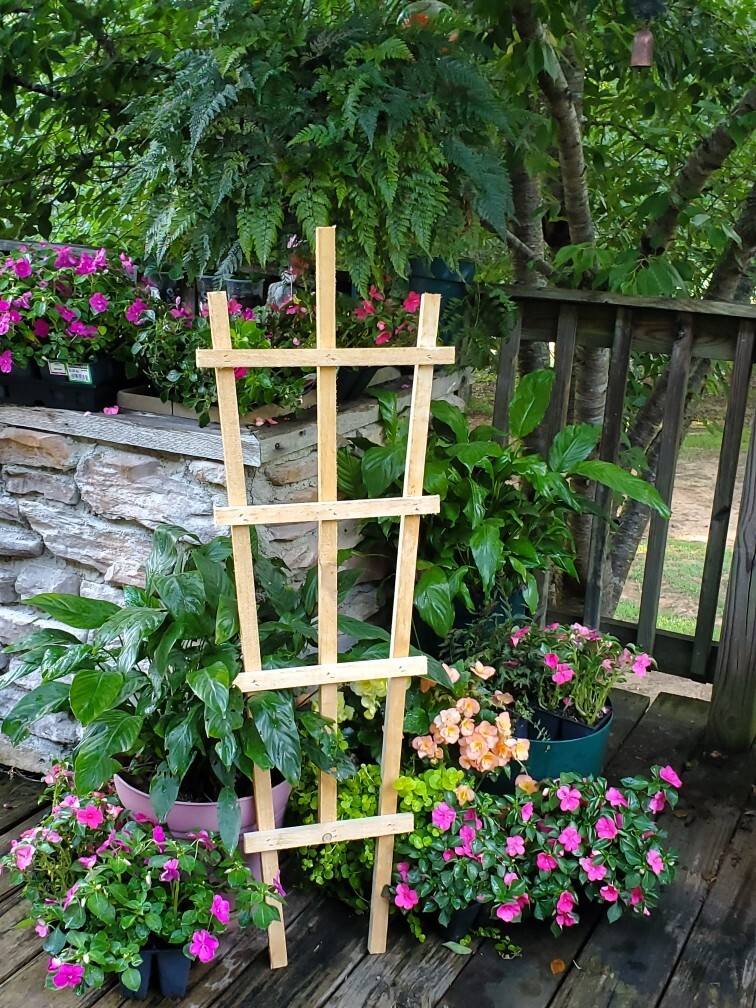 Fan Trellis Vine