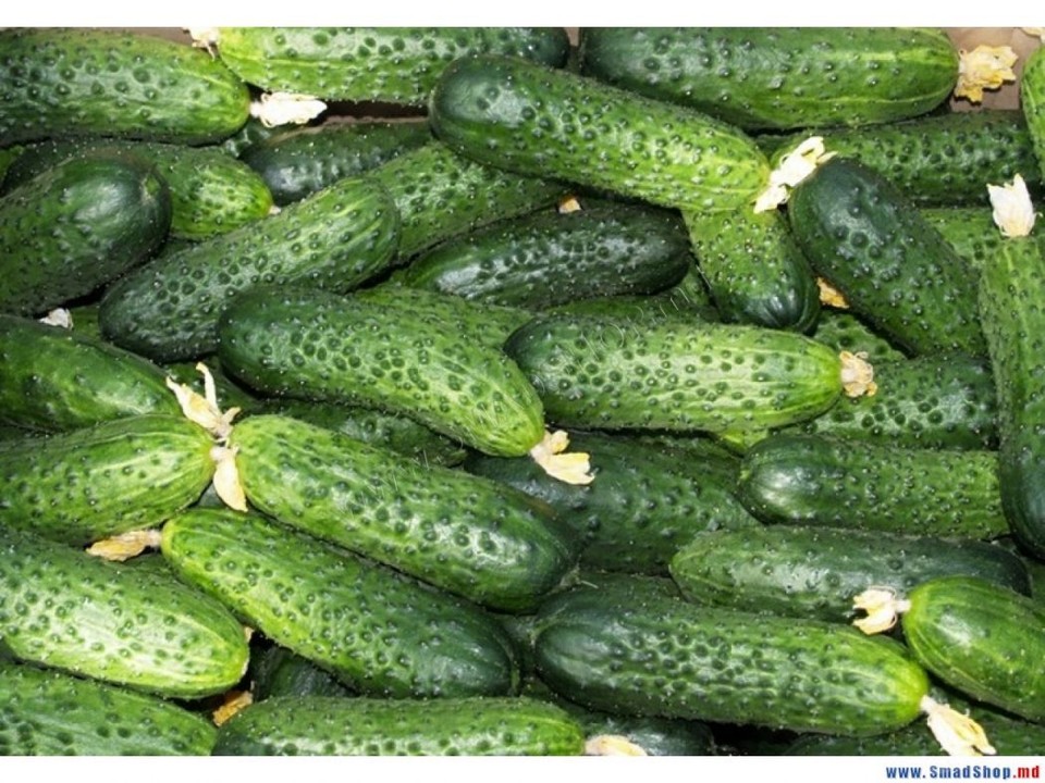 Cucumber seeds, 500 cucumber, Parisian Cornichon cucumber seeds ...