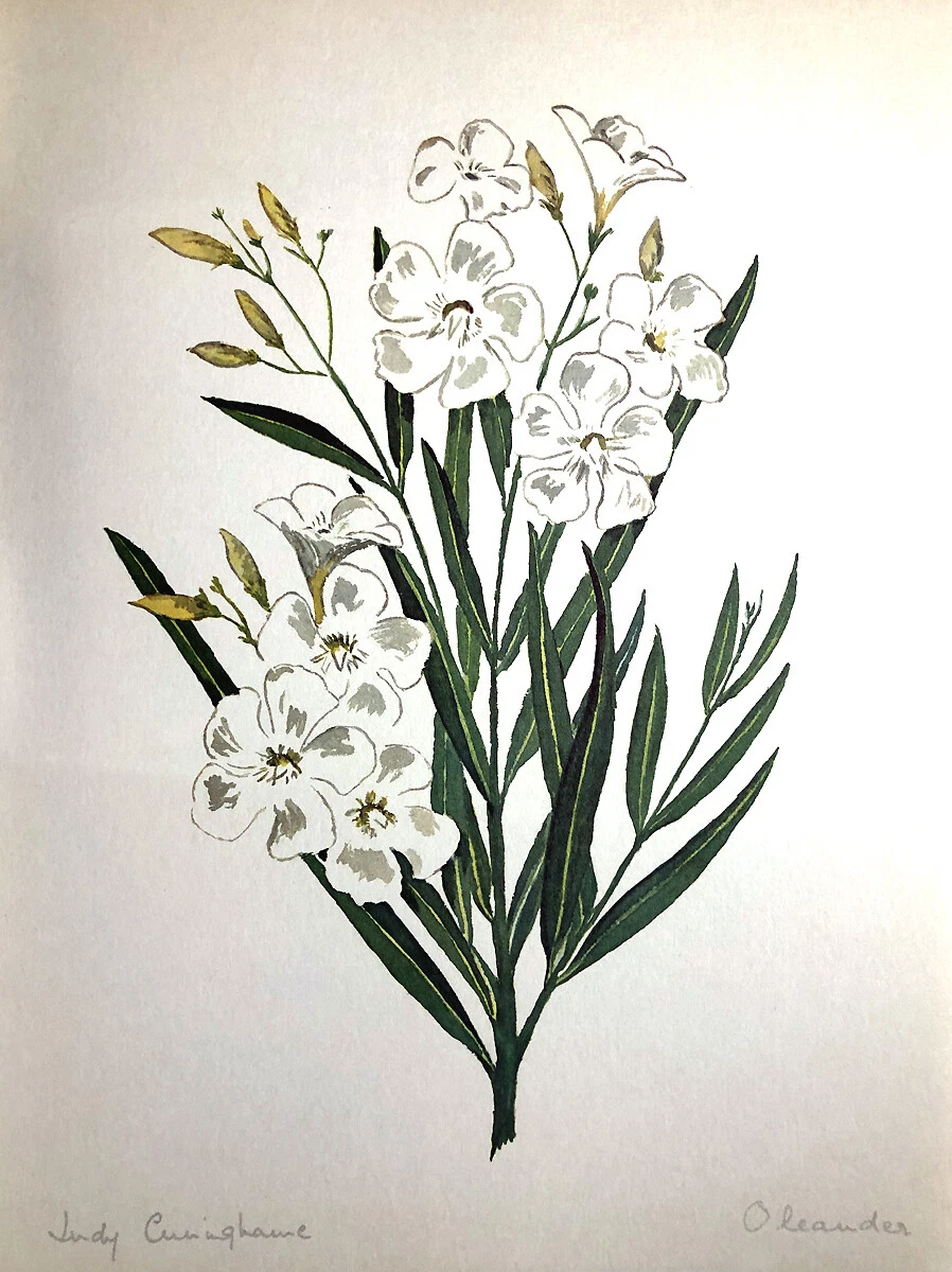 White Oleander Drawing