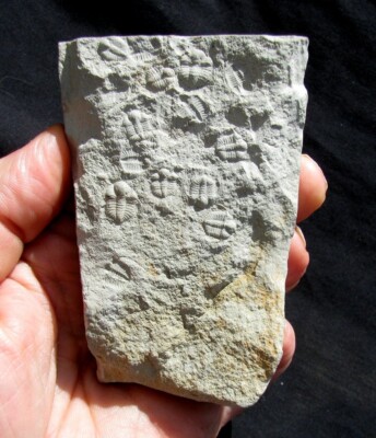 EXTINCTIONS- AMAZING AMPYXINA TRILOBITE MULTIPLE CLUSTER - MOST W/GENAL ...