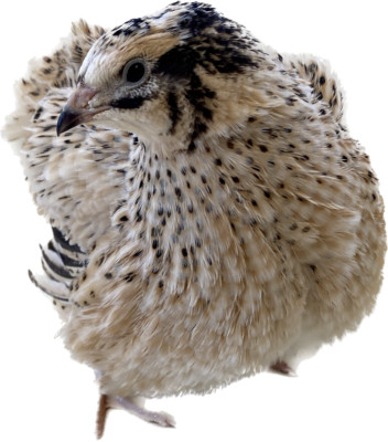 18 - Jumbo Golds (Italian, Manchurian) Coturnix Quail Hatching Eggs | eBay