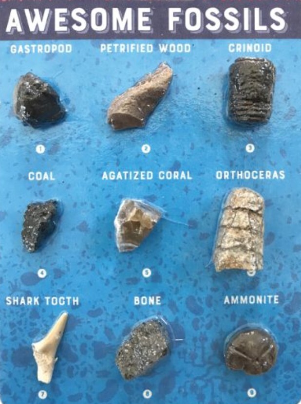 CC Awesome Fossils 9pc Card | eBay