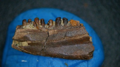 Excellent Dinosaur Age Lizard Jaw w/ Teeth Fossil Lance Formation WY | eBay