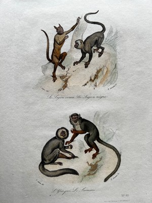 Antique Print Original Monkeys Playing 19th century | eBay