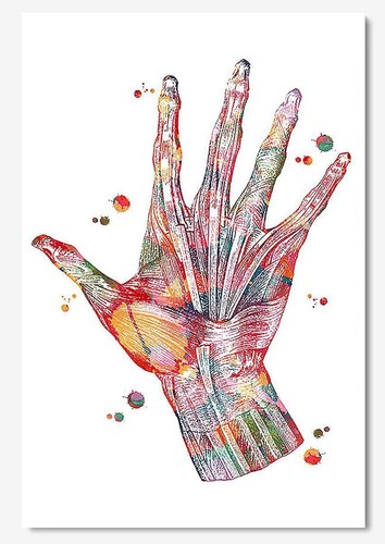 Surgeon Hand Muscles Anatomy Art Print Hand Wall Art For Surgery Decor Doctor... | eBay