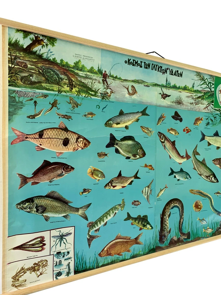 Freshwater Fish Chart