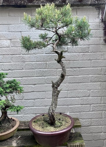 Scots Pine Bonsai | eBay UK
