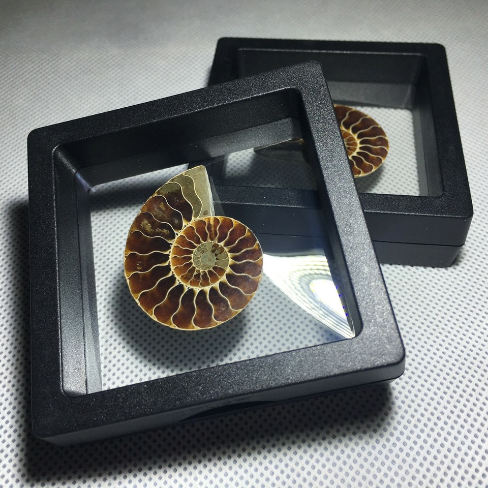 Natural Ammonite Fossil Shell Conch Specimen Crystal Healing Display ...