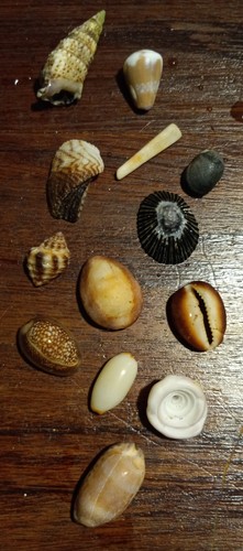 small lot of HAWAIIAN sea shells MIXED | eBay