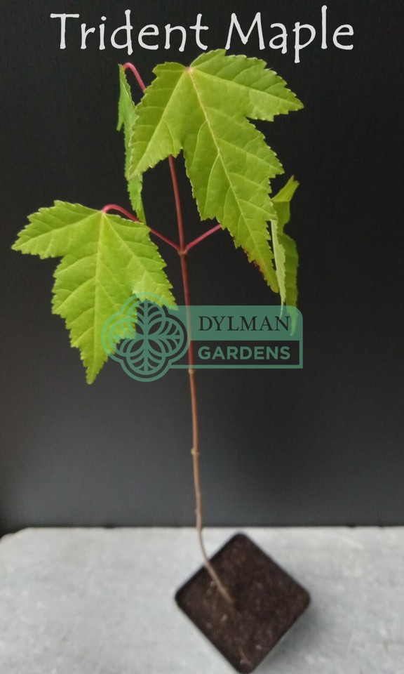 Trident Maple Tree Seedling - Acer buergerianum - 4 to 6 inches - Live ...