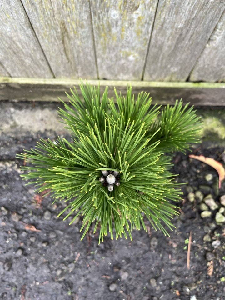 Japanese Black Pine 'Thunderhead' Tree / Pinus thunbergii - 20/40cm ...