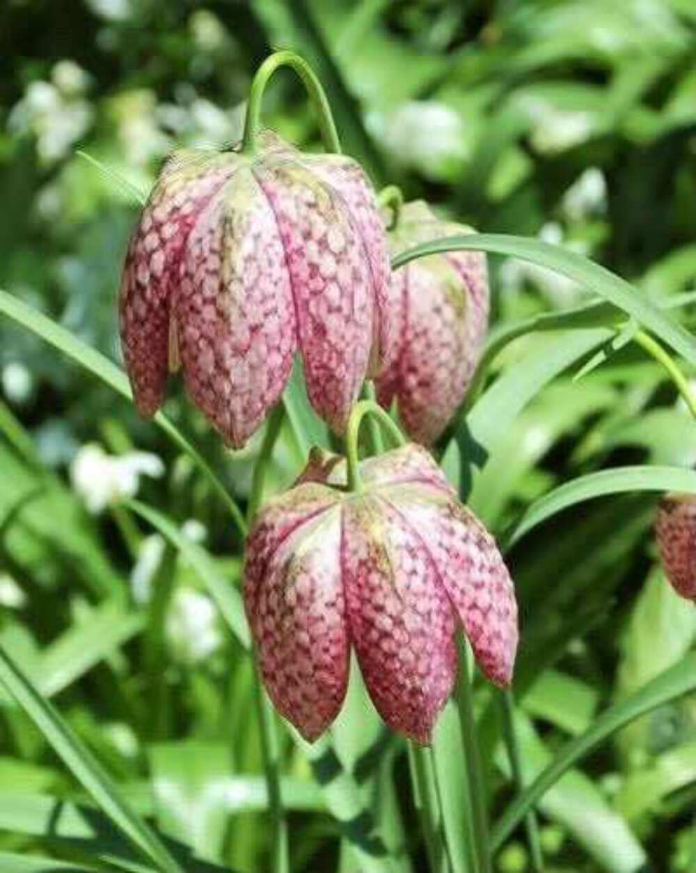 10 CHECKER LILY Fritillaria Affinis Chocolate Mission Bells Flower ...