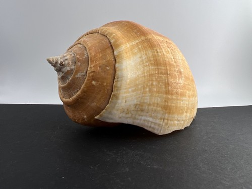 6" Natural CONE Seashell - Wonderful Display Item! Appears to be quite ...