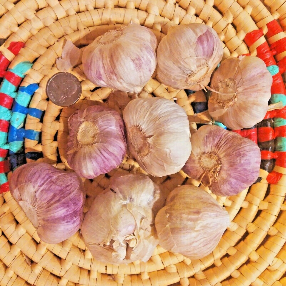 Red Russian GARLIC Bulbs Fresh Organic Heirloom Hardneck Plant or Cook ...