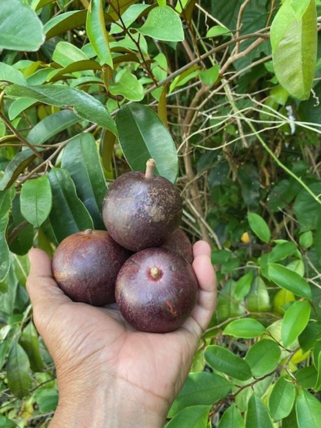 PURPLE STAR APPLE SEEDLING FROM 12 TO 14" TALL (CHRYSOPHYLLUM CAINITO ...