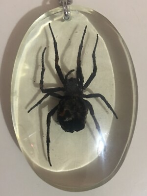 Large Acrylic Ghost Spider Specimen Clear Oval Key Ring | eBay