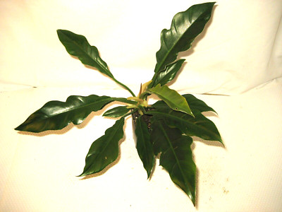 BIG Rare Philodendron Serratum Jungle Boogie Plant Green Saw Tooth Leaf ...