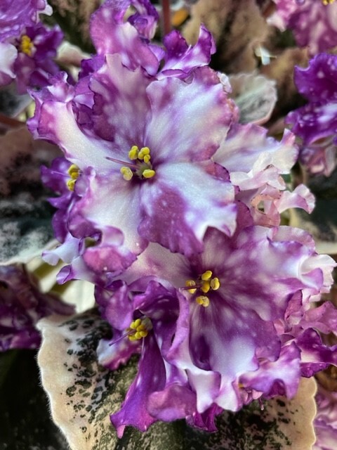 African Violet Leaves (2), Hunter's Full Monty (LG); New Intro! | eBay