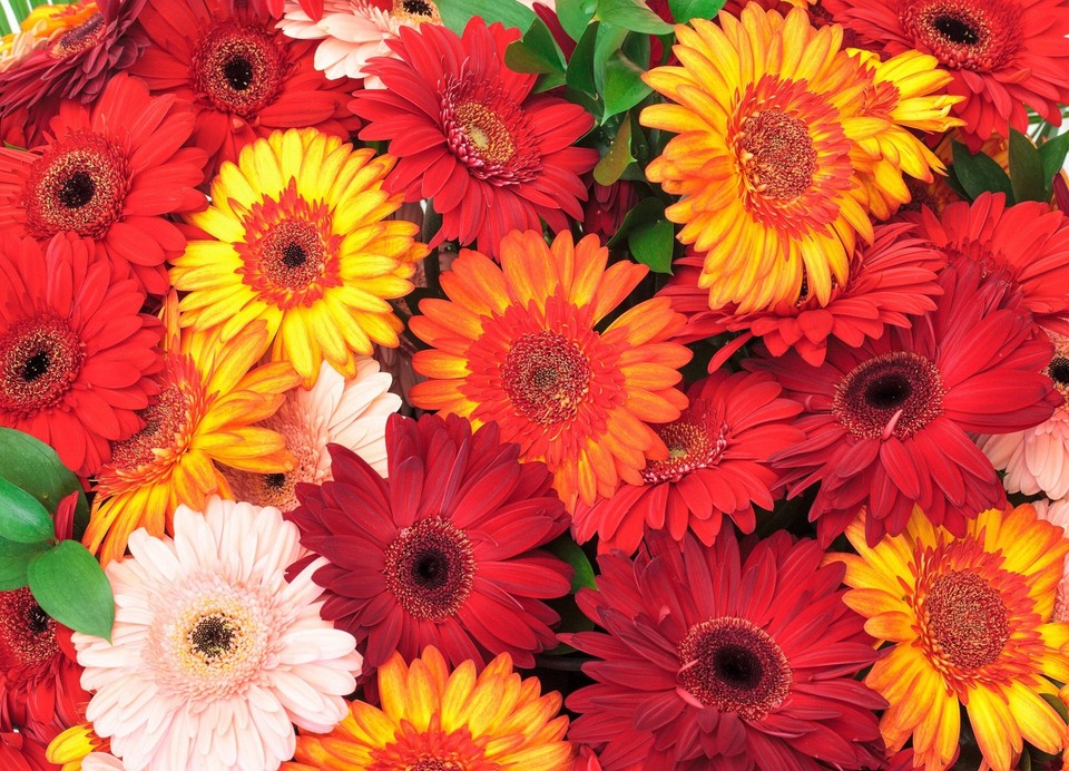 20 GERBER DAISY Mixed Colors Gerbera Jamesonii Barberton African Flower ...