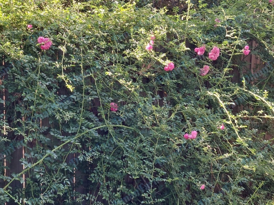 2 (TWO) HEIRLOOM 7 SEVEN SISTERS PINK ROSE BUSH RAMBLER MULTIFLORA LIVE ...