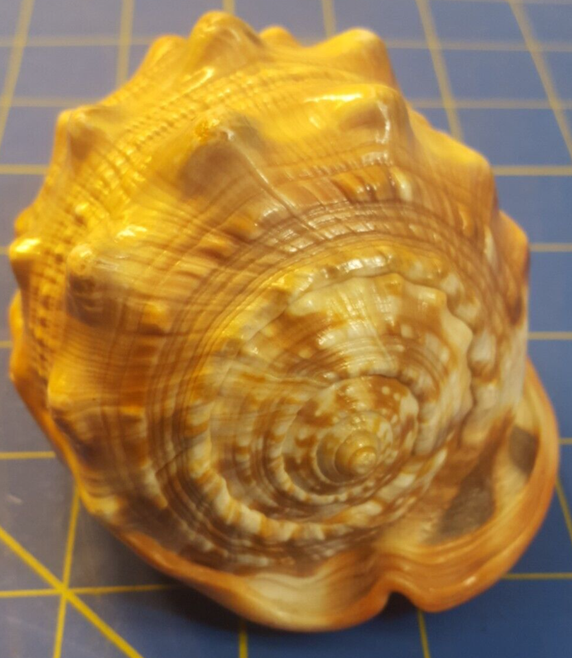 HORNED HELMET BULL MOUTH CONCH TIGER STRIPED SHELL SEASHELL | eBay