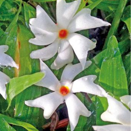 Organic Dried Night Jasmine Flowers Nyctanthes Sepalika Arbor Tristis ...