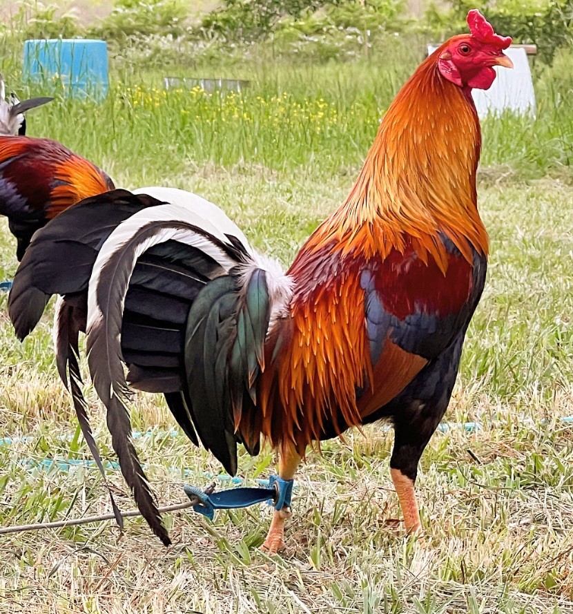 6 Pure Gene Batia Golden Monkey Sweater Gamefowl Poultry Chicken ...