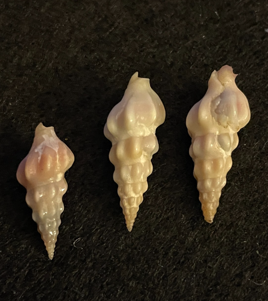 3 Drillia roseola Hertlein & Strong 19 mm - 22 mm Mexico | eBay